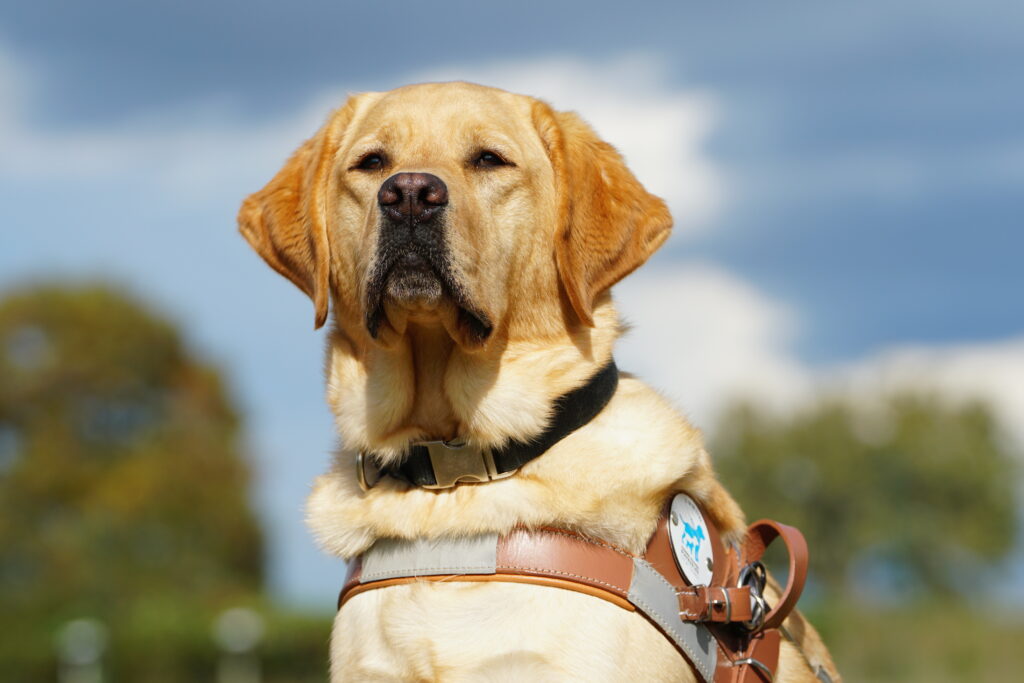 Le coût de la formation du chien-guide - Chiens Guides d'Aveugles d'Île ...